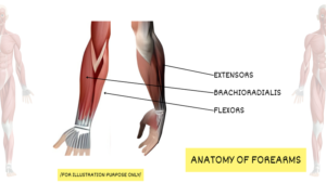 12 Best Dumbbell Exercises to Strengthen Your Forearms - Workoutable