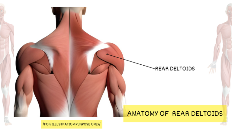 6 Best Dumbbell Exercises for Sculpting Rear Deltoids - Workoutable